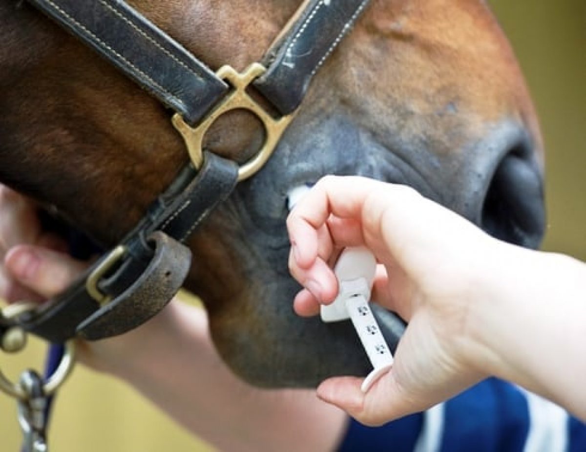 BUY Wormers for horses | Animal Care Supplies